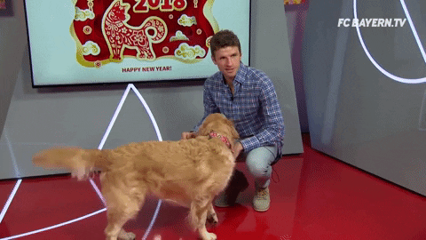 What A Good Dog GIFs - Get the best GIF on GIPHY