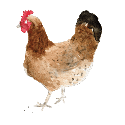 On The Farm Chicken Sticker for iOS & Android | GIPHY