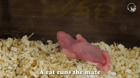 Rat-running GIFs - Get the best GIF on GIPHY