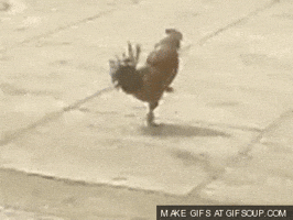 Rooster GIFs - Find & Share on GIPHY