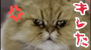 Angry Cat GIFs - Find & Share on GIPHY