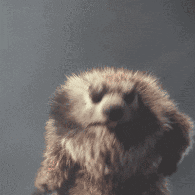 Groundhog Day Reaction GIF by ENSI - Find & Share on GIPHY