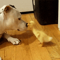 Duckling Follow Gif