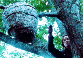 The Hunger Games Movie Dvd GIFs - Get the best GIF on GIPHY