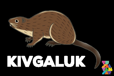 Muskrat GIFs - Get the best GIF on GIPHY