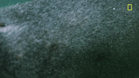 Hostile Planet: Oceans by National Geographic TV | GIPHY