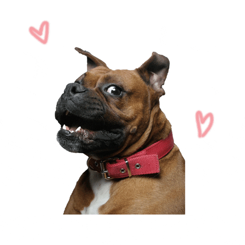 Gif De Perro Sonriendo GIF Divertido Feliz Cumpleaños — Descarga En