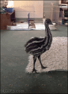 45 Hilarious Emu Jokes And Puns - Punstoppable 🛑