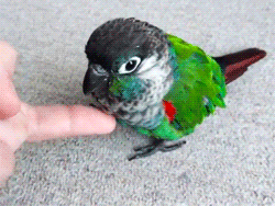 Parrot GIFs - Find & Share on GIPHY