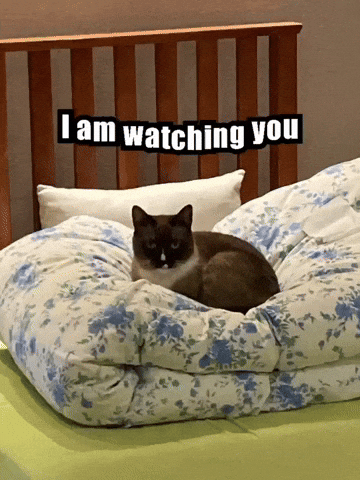 Angry Cat GIF - Find & Share on GIPHY