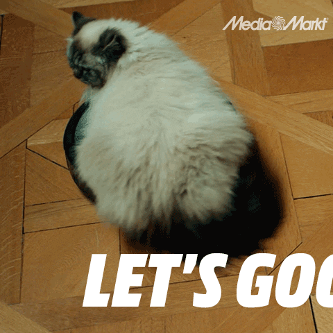 Lets Go Cat GIFs - Get the best GIF on GIPHY