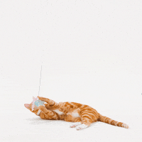 Cats Playing With String