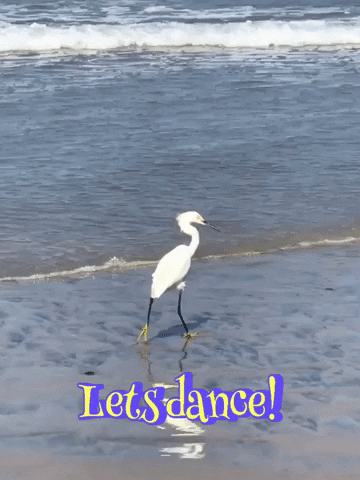 Ocean Bird GIFs - Find & Share on GIPHY