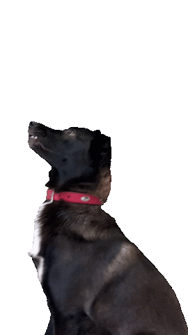 Lotta GIFs on GIPHY - Be Animated