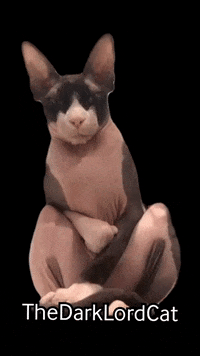 Cute Grey Cat Gif