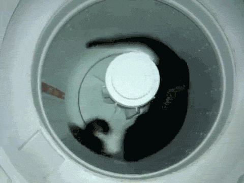 New trending GIF tagged cat loop infinite cat… | Trending Gifs