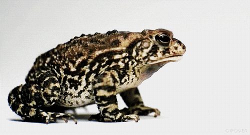 Bufo-toad GIFs - Get the best GIF on GIPHY