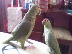 Parrot GIFs - Find & Share on GIPHY