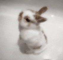 Rabbit Bath GIFs - Get the best GIF on GIPHY