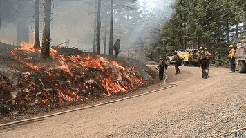 Forest Fire GIFs - Find & Share on GIPHY