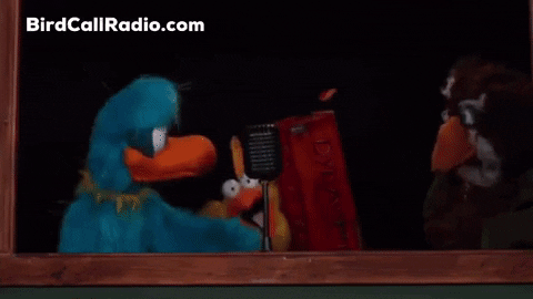 Bird Explode GIF - Find & Share on GIPHY