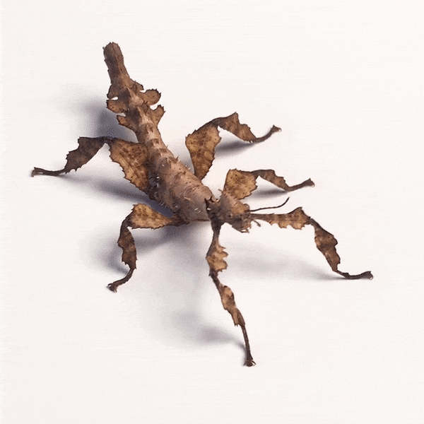 Stick Insect GIFs - Find & Share on GIPHY