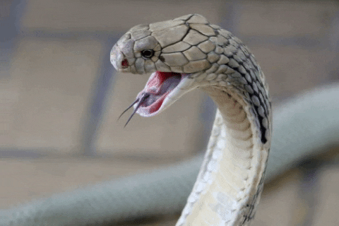 Singing-snek GIFs - Get the best GIF on GIPHY