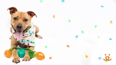 Zoom Backgrounds GIFs on GIPHY - Be Animated