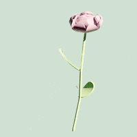 Flower Growing Gif