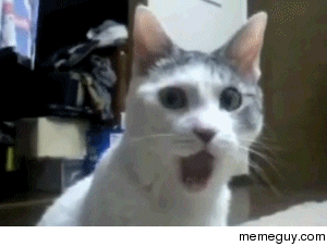 Animals Making Out GIFs - Get the best GIF on GIPHY