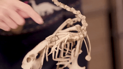 Dinosaur Fossils GIFs - Get the best GIF on GIPHY