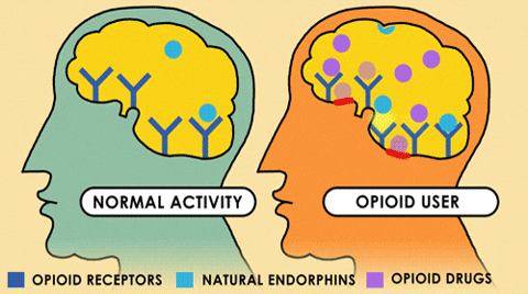 Opiates Vs Opioids GIFs - Get the best GIF on GIPHY