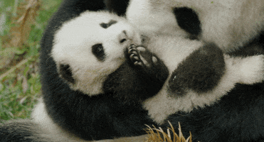 Snow Leopard GIFs - Find & Share on GIPHY