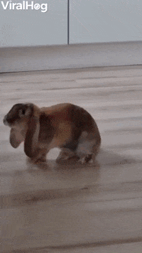Bunny Hop Gif