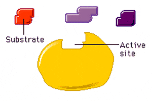 Enzyme GIFs - Find & Share on GIPHY