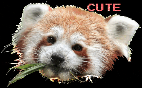 Red Panda Pumpkin Gif