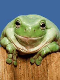 Frog Croaking Gif