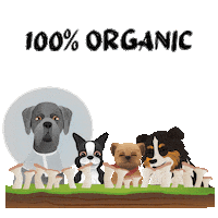 Strays GIFs on GIPHY - Be Animated