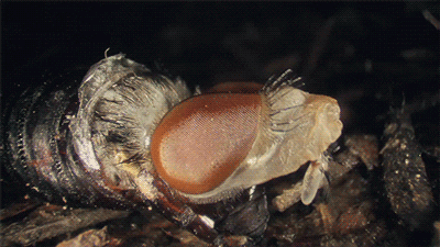 Ribbon Worm GIFs - Get the best GIF on GIPHY