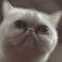 Zoom In GIFs - Get the best GIF on GIPHY
