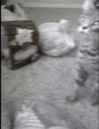Cat Running Away Gif