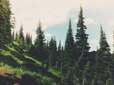 Ficus Tree GIFs - Get the best GIF on GIPHY