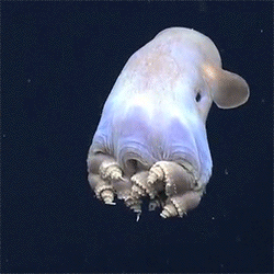 Underwater Animals Animated Gifs