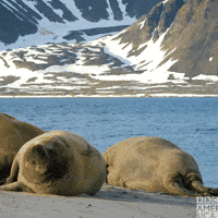 Happy Walrus Gif