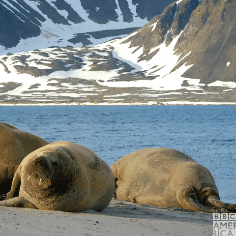 Walrus GIFs - Find & Share on GIPHY