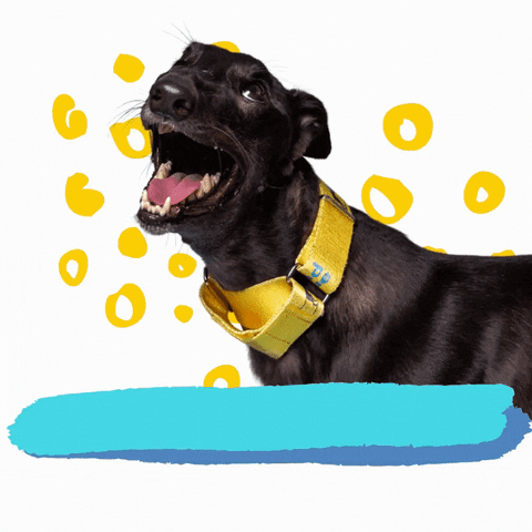 Rescue Dog GIF by Greyhound Rescue - Find & Share on GIPHY