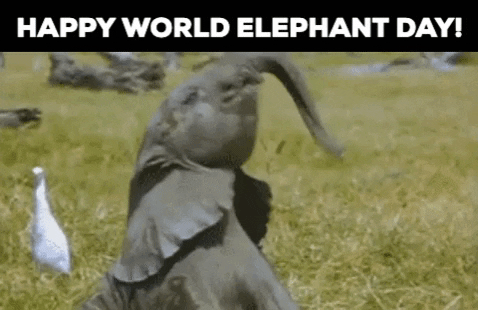 Elephant-day GIFs - Get the best GIF on GIPHY