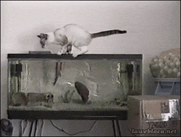 Aquarium GIFs - Find & Share on GIPHY