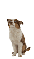 Best Dog Gifs by Diggs Pet | GIPHY
