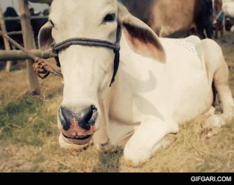 Cow Chewing Cud Gif